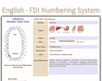 Image for English Tooth Chart: FDI Numbering System