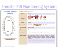 Image for French Tooth Chart: FDI Numbering System