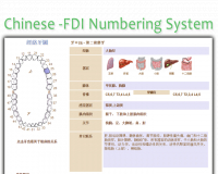 Image for Chinese Tooth Chart: FDI Numbering System
